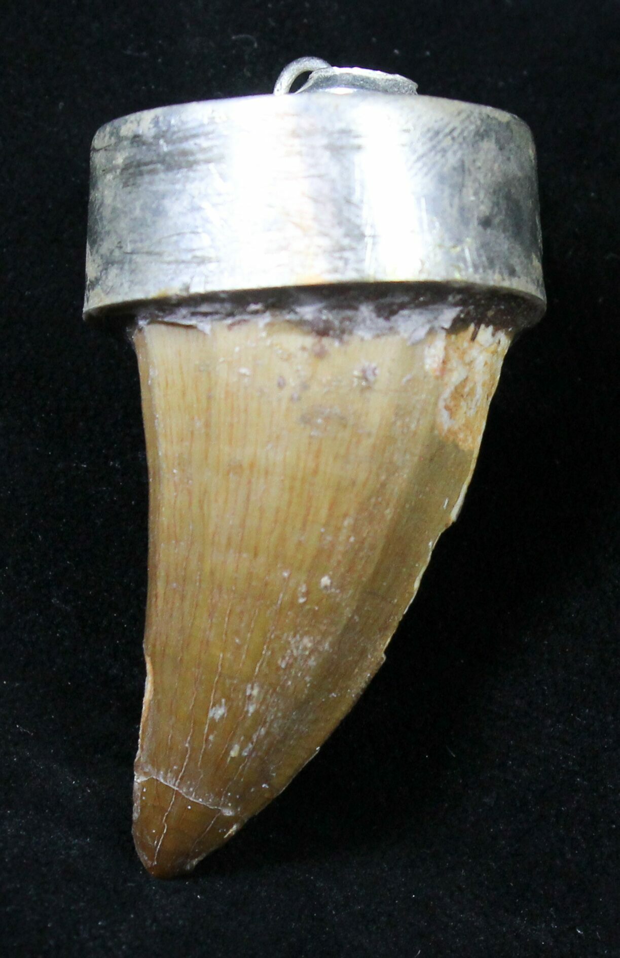 Authentic Fossil Mosasaur Tooth Pendant (#18936) For Sale - FossilEra.com