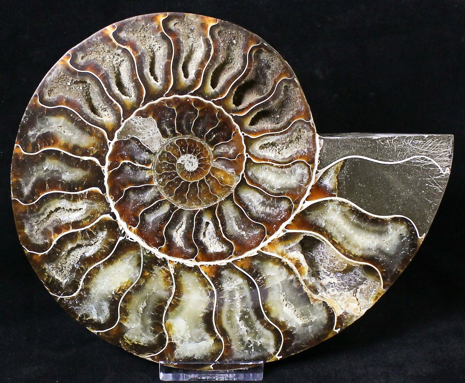6.3" Split Agatized Ammonite - 110 Million Years (#18832) For Sale ...