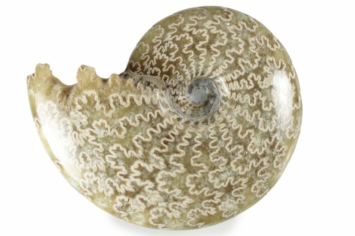 4.3" Polished Ammonite (Cleoniceras) Fossil - Madagascar (#358463) For ...