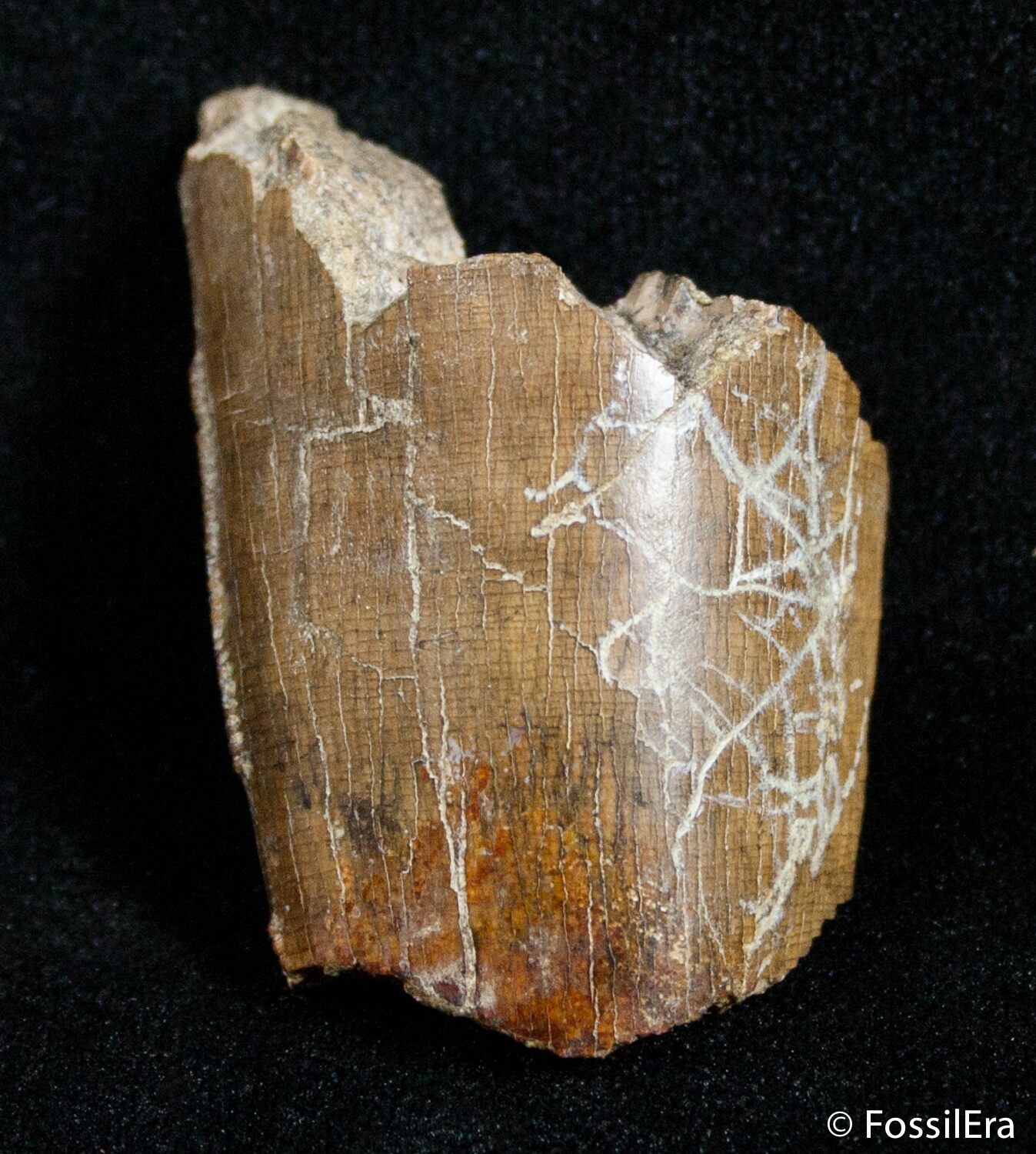 Partial Serrated Tyrannosaurid Tooth - T-Rex (#2999) For Sale ...