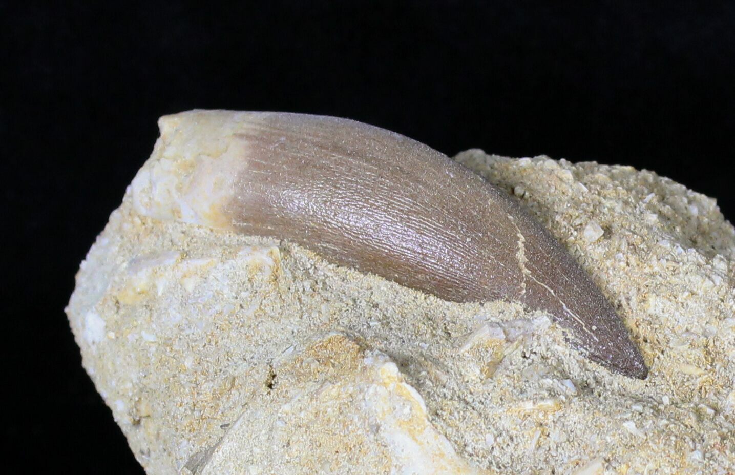 2" Fossil Plesiosaur Tooth (#19085) For Sale - FossilEra.com