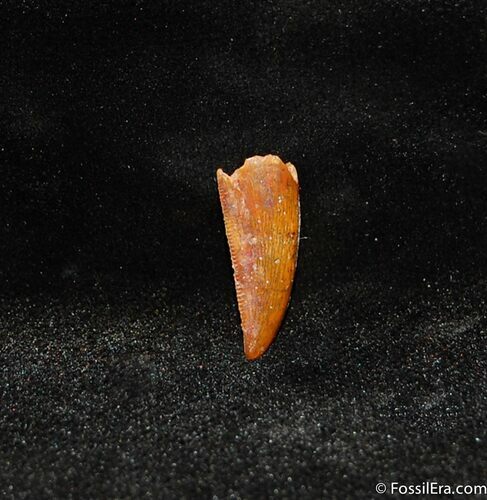 Very Well Preserved Dromaeosaur Tooth From Morocco (#355) For Sale ...