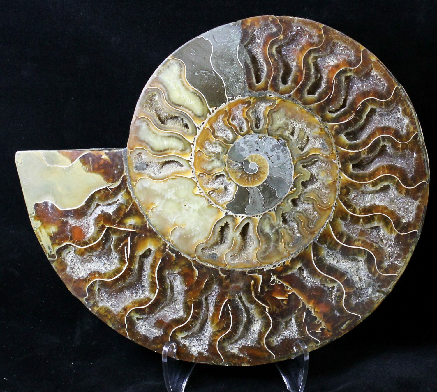 8.5" Split Ammonite Pair - Agatized (#19218) For Sale - FossilEra.com