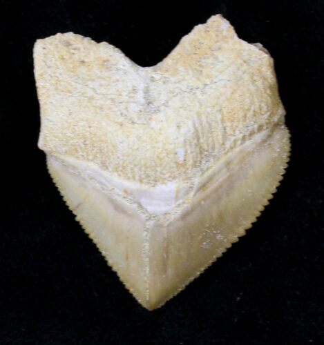 1.36" Squalicorax (Crow Shark) Fossil Tooth (#19280) For Sale ...