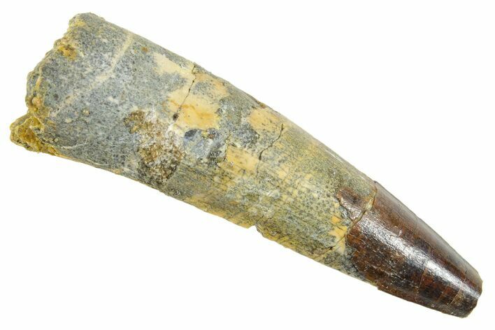 Bargain, 2.95" Fossil Spinosaurus Tooth - Real Dinosaur Tooth (#363550 ...