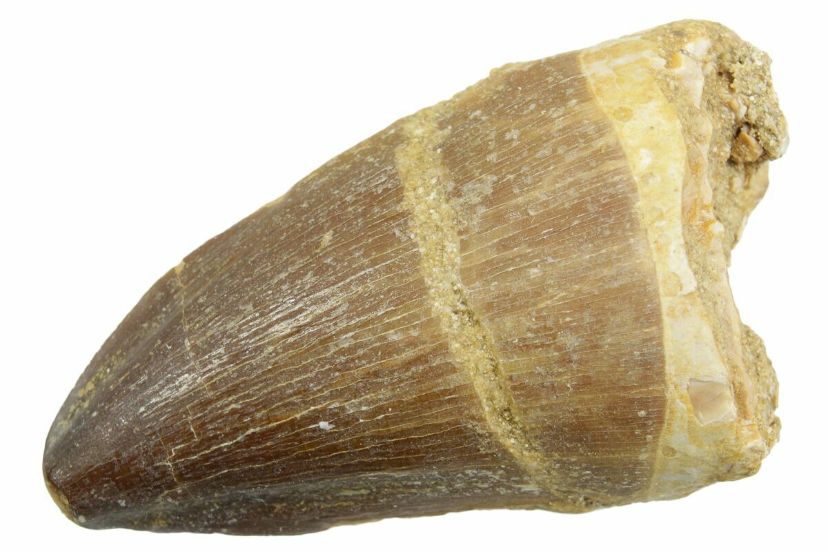 2" Fossil Mosasaur (Thalassotitan) Tooth - Morocco (#364064) For Sale ...