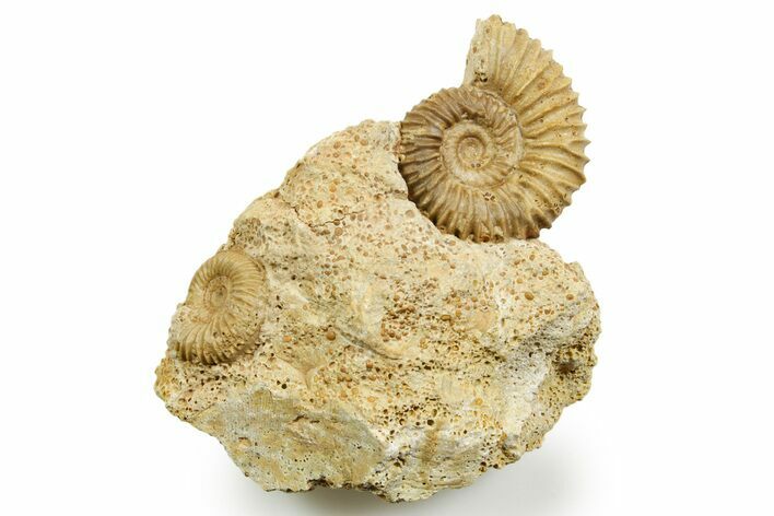 Jurassic Ammonite (Garantiana) Fossils - France (#367835) For Sale ...