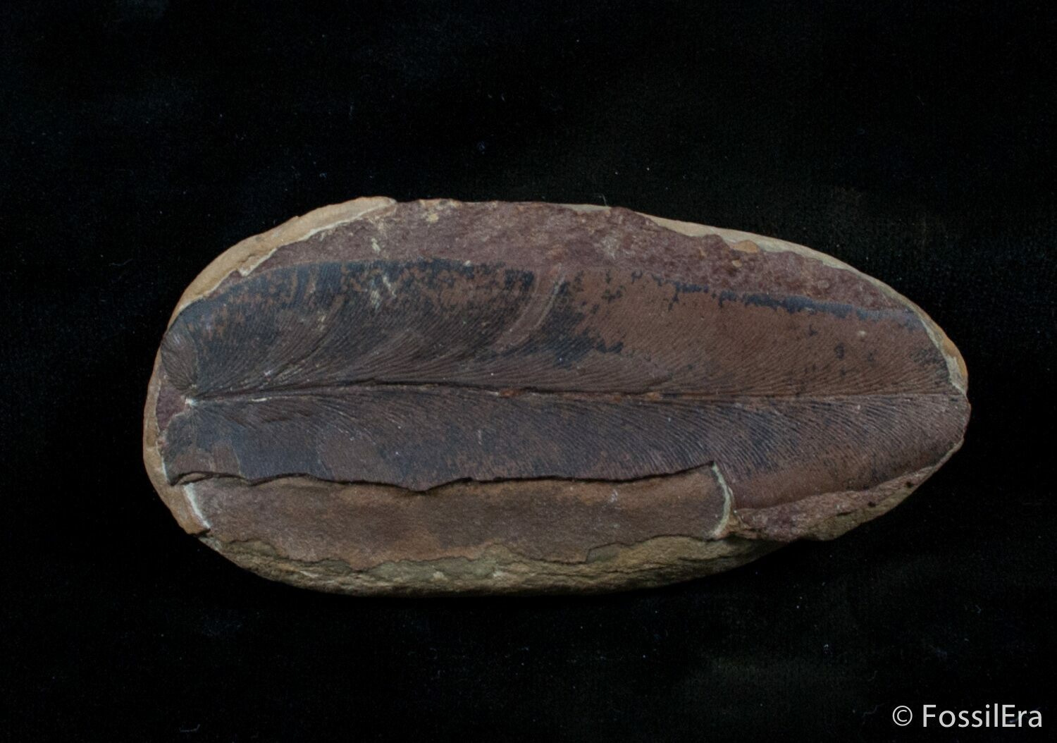 Neuropteris Seed Fern Leaf - Mazon Creek (#3053) For Sale - FossilEra.com