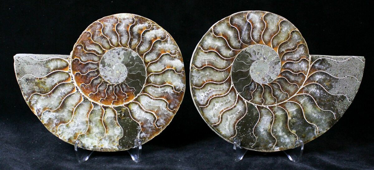 4.5" Polished Ammonite Pair - 110 Million Years (#19847) For Sale ...