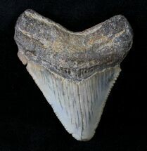 Spectacular Carcharocles chubutensis Tooth For Sale (#122) - FossilEra.com