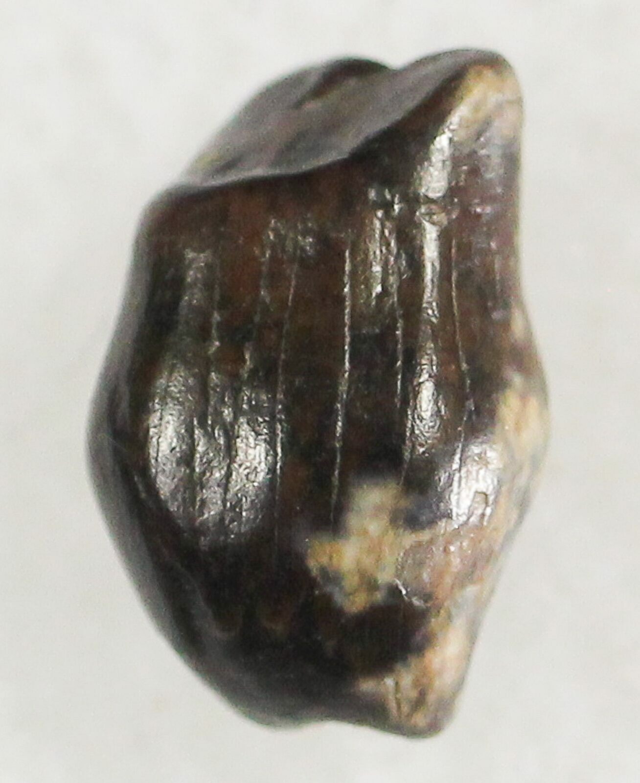 .26" Thescelosaurus Tooth - Hell Creek Formation, Montana (#20421) For ...