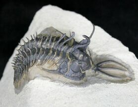 Stunning 3.5" Trident Walliserops Trilobite - New Variation For Sale ...