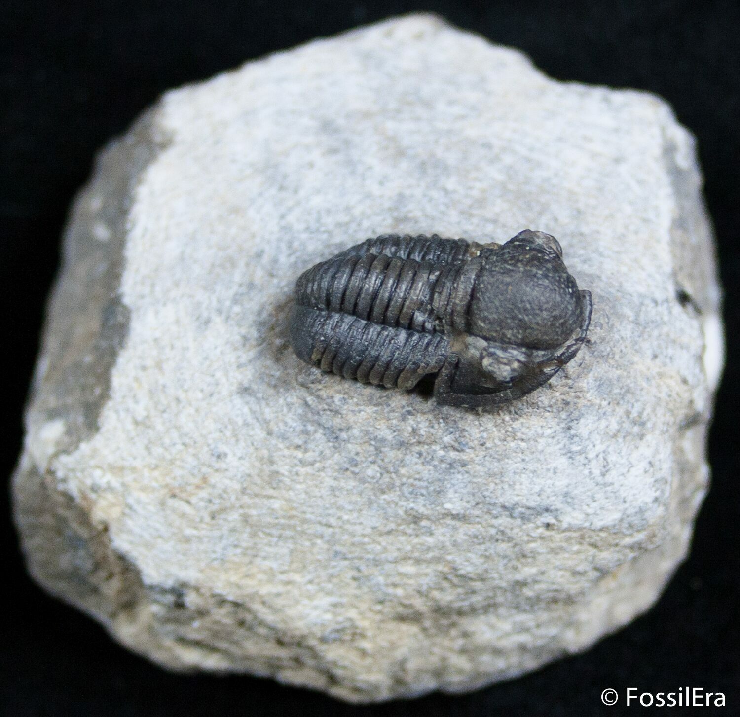 Small Gerastos Trilobite - Morocco (#2504) For Sale - FossilEra.com