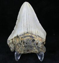 Megalodon Teeth For Sale - FossilEra.com