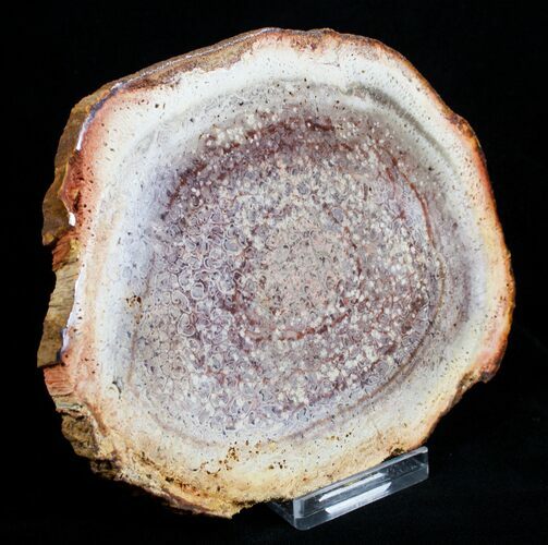 Petrified Tree Fern Wood Slab - Brazil (#3271) For Sale - FossilEra.com